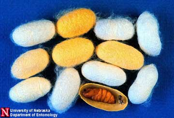 Silkworms spinning a cocoon